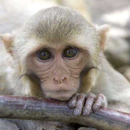 Study confirms monkeys can do math - Snapzu.com